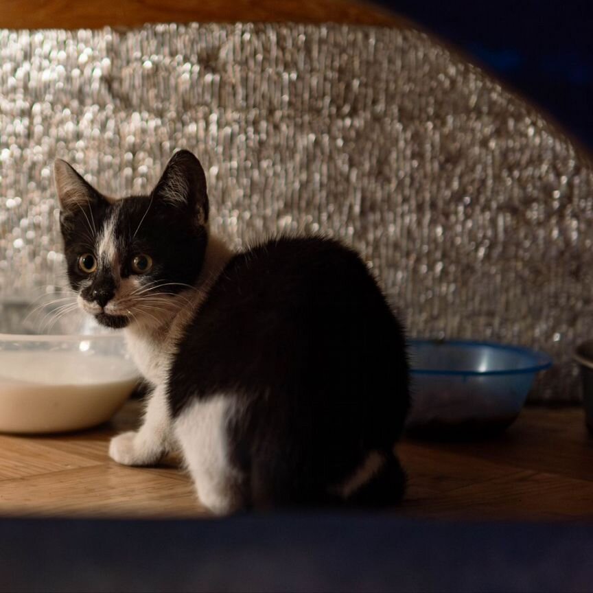 Котёнок в добрые руки