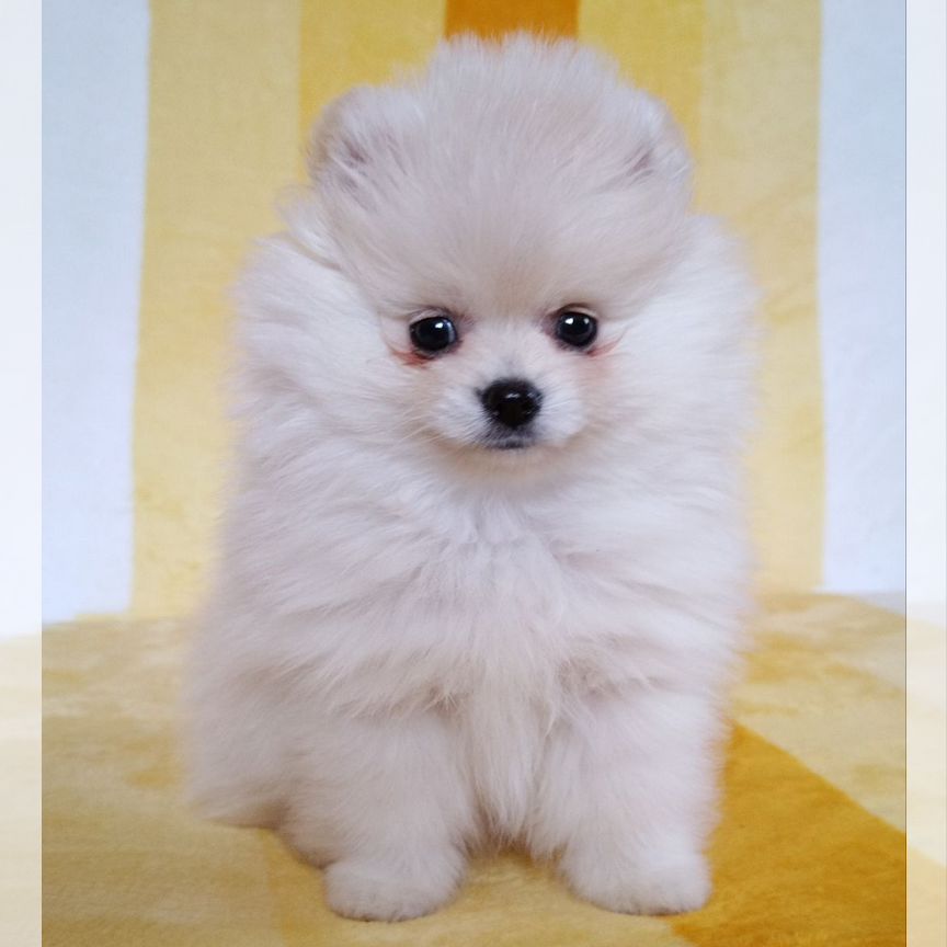 Померанский шпиц, щенок