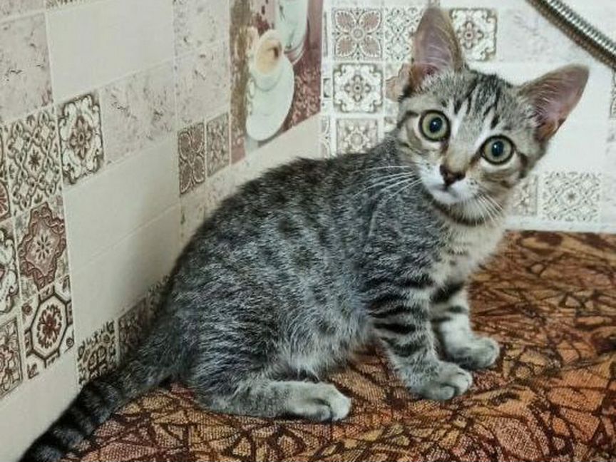 Котенок Жорик