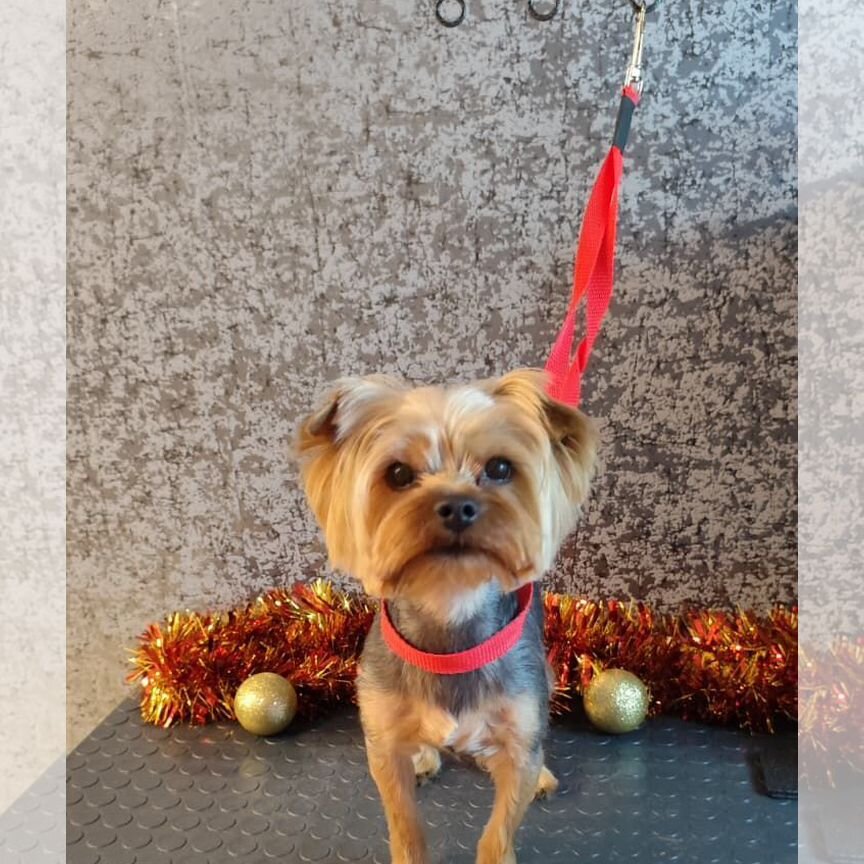 Йоркширский терьер, щенок