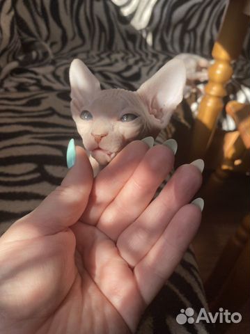 Домашние животные кошки