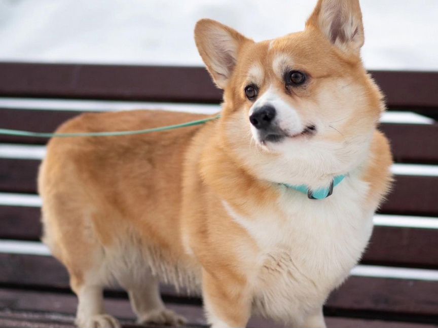 Корги пемброк вязка