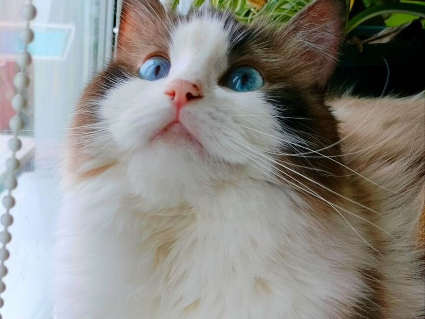 Рэгдолл биколор девочка