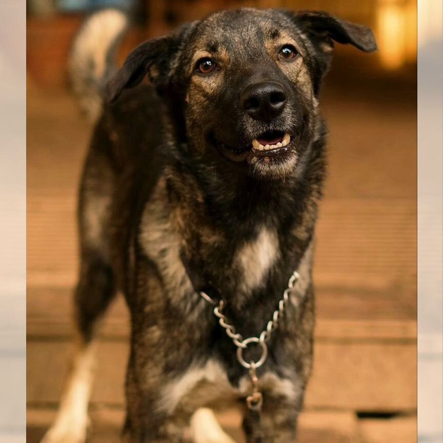 Щенок в добрые руки