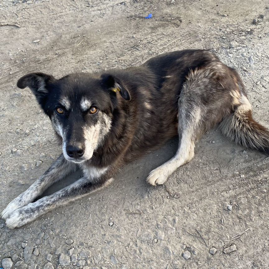 Доброй собаке нужен дом или передержка