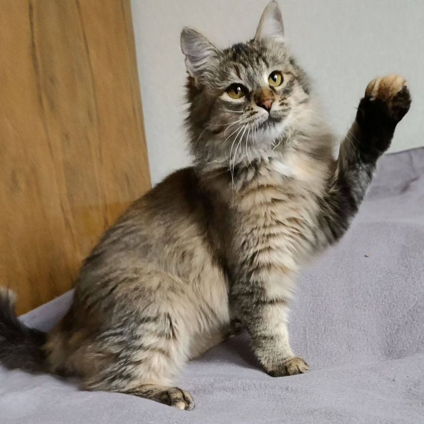 Кошечка пуховые щечки