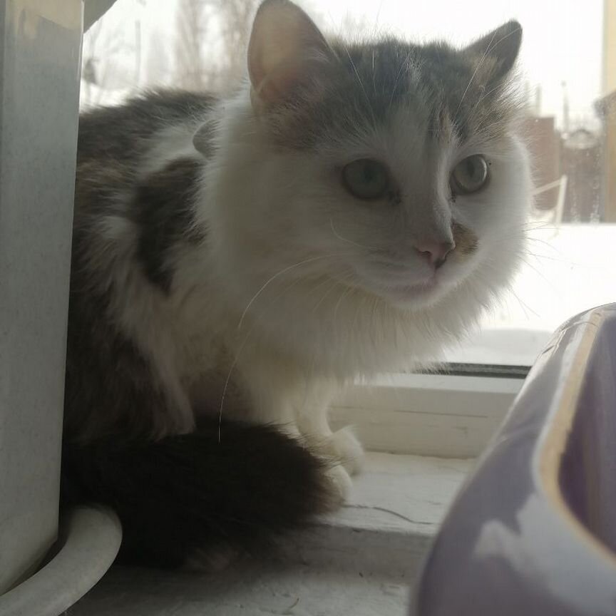 Кошка 6 месяцев