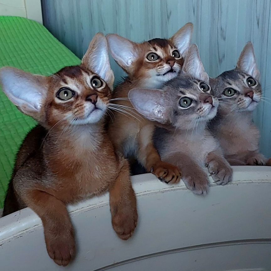 Абиссинские котята