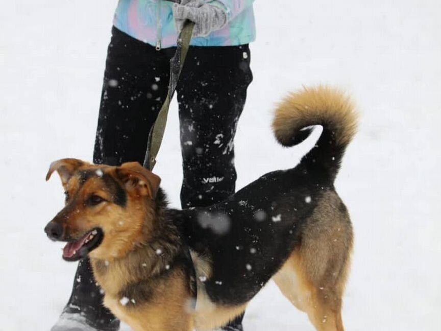 Небольшая молодая собака из приюта бесплатно