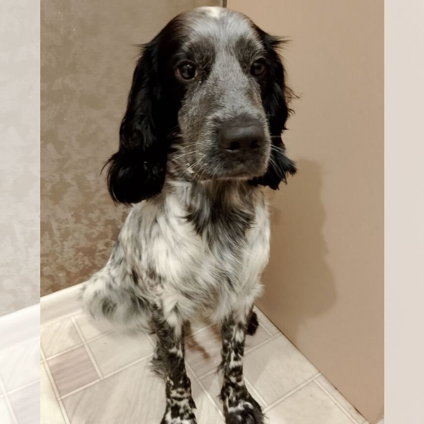 Русский охотничий спаниель, щенок