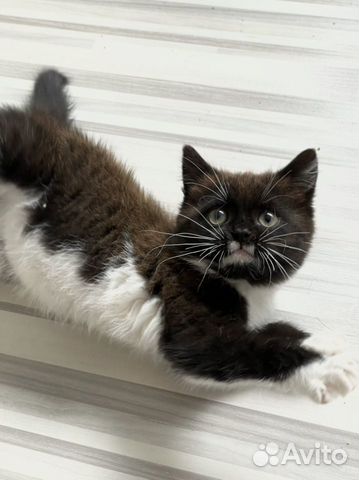 Кошка ищет дом