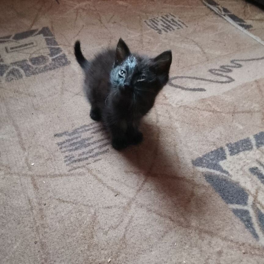 Черный котенок мальчик Челябинск