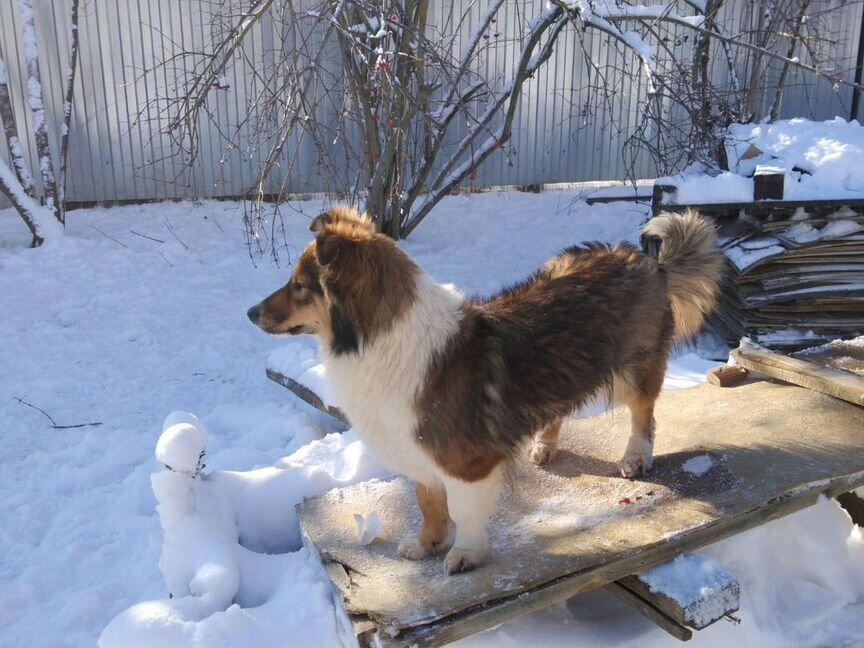 Колли