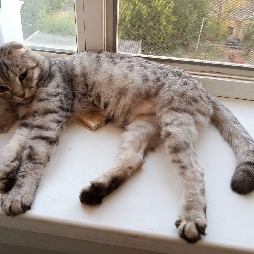 Кот в добрые руки