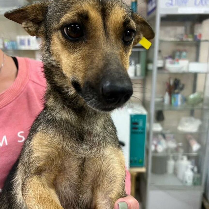 Маленькая собачка с хорошим характером