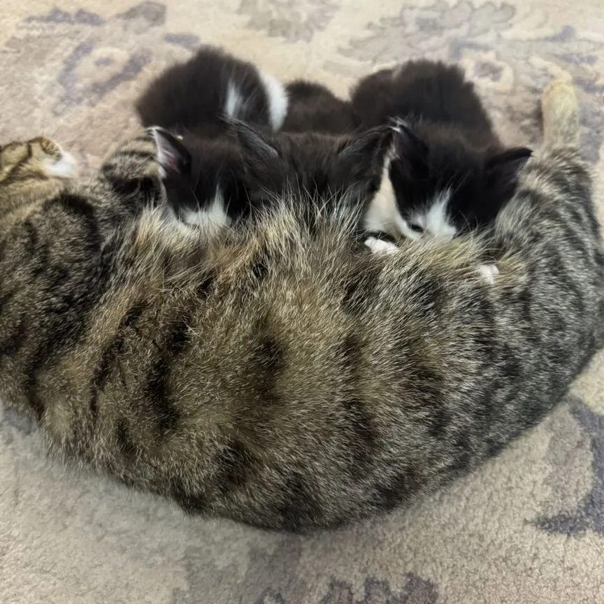 Котята в добрые руки