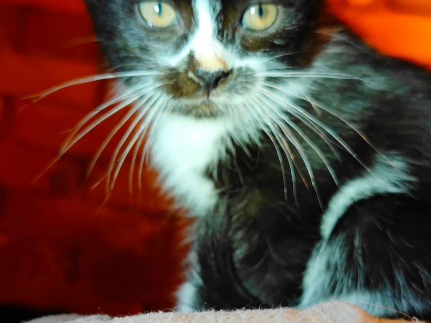 Котенок Котёночек котенок