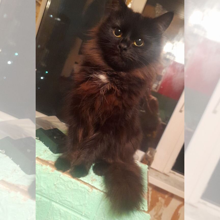 Кошка в добрые руки