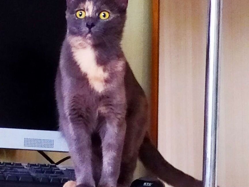 Кошечка Кира