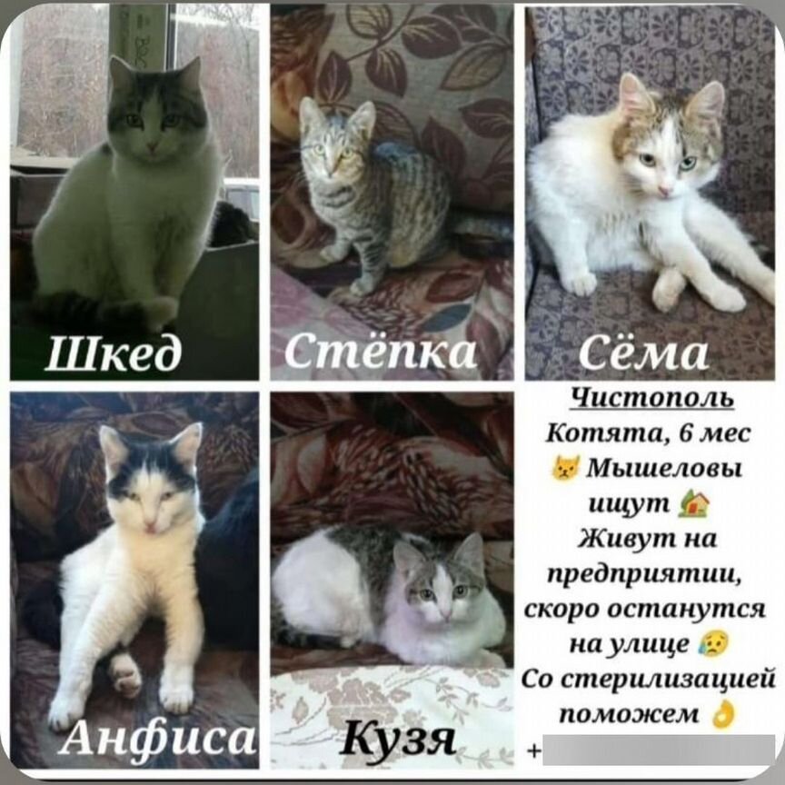 Отдам животных