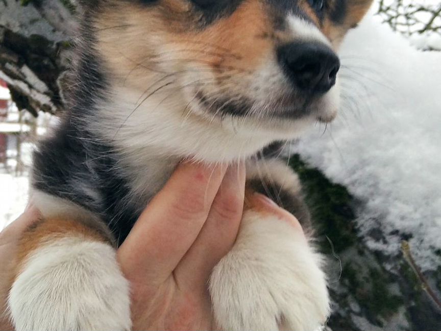 Щенки корги