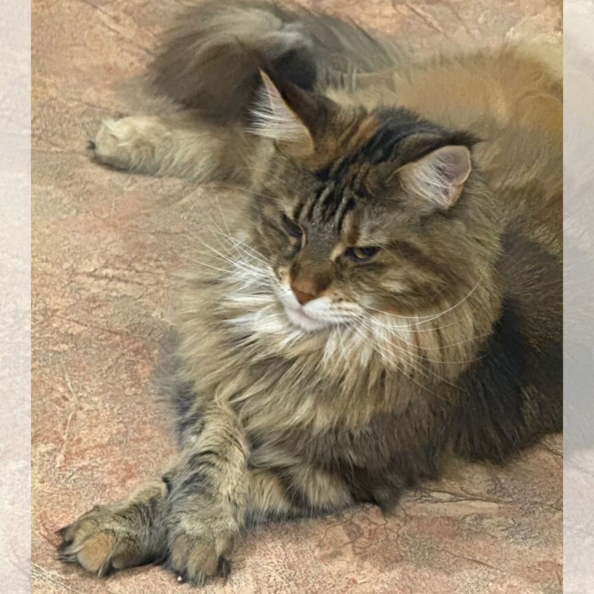 Мейн-кун, взрослая кошка