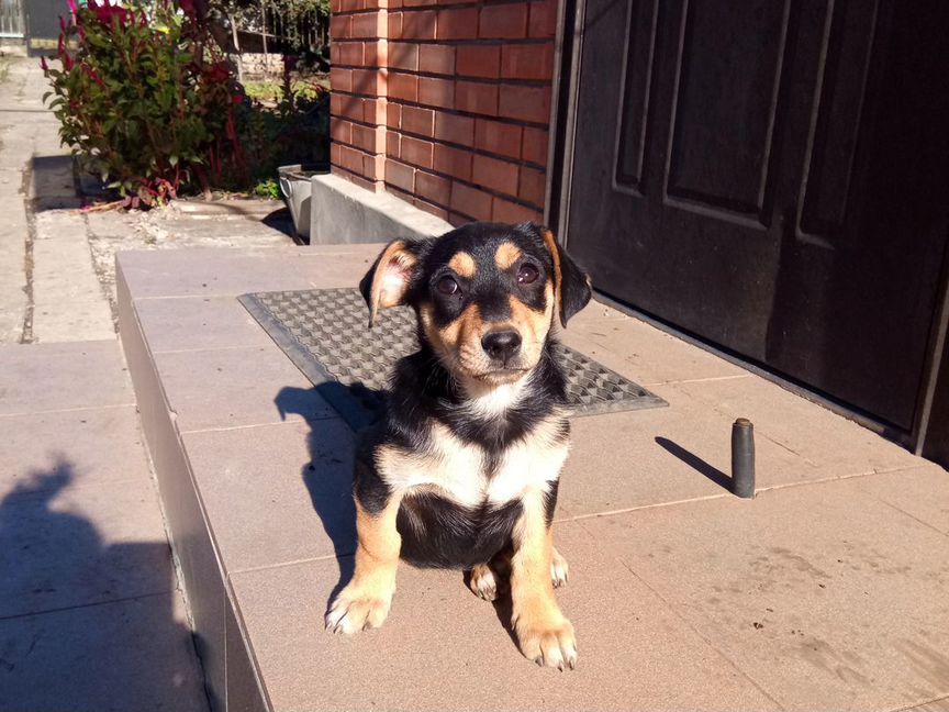 Щенок в добрые руки маленькой собаки