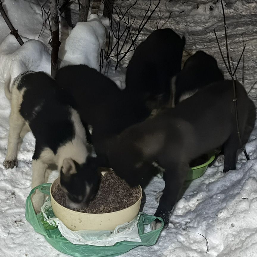 Австралийская овчарка, щенок