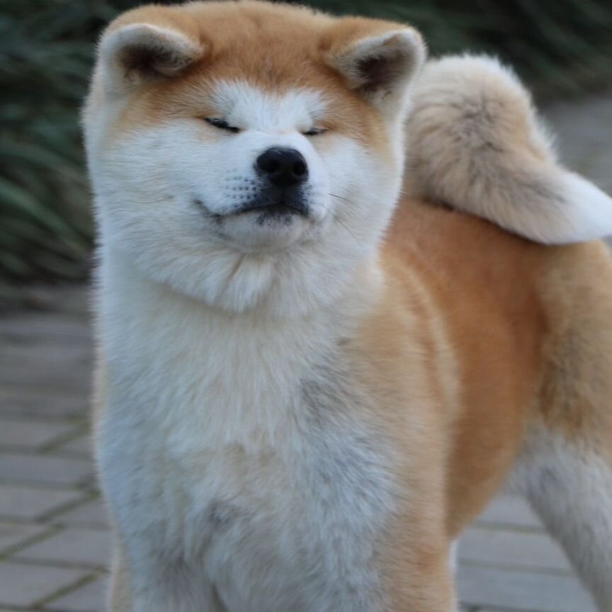 Настоящий самурай с нежным характером