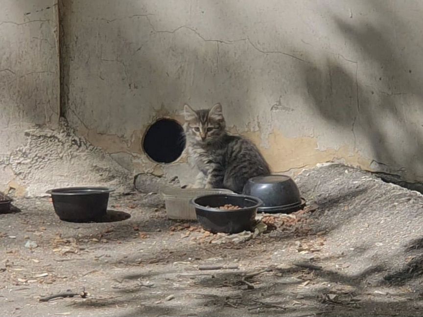 Котенок малыш хочет обрести дом