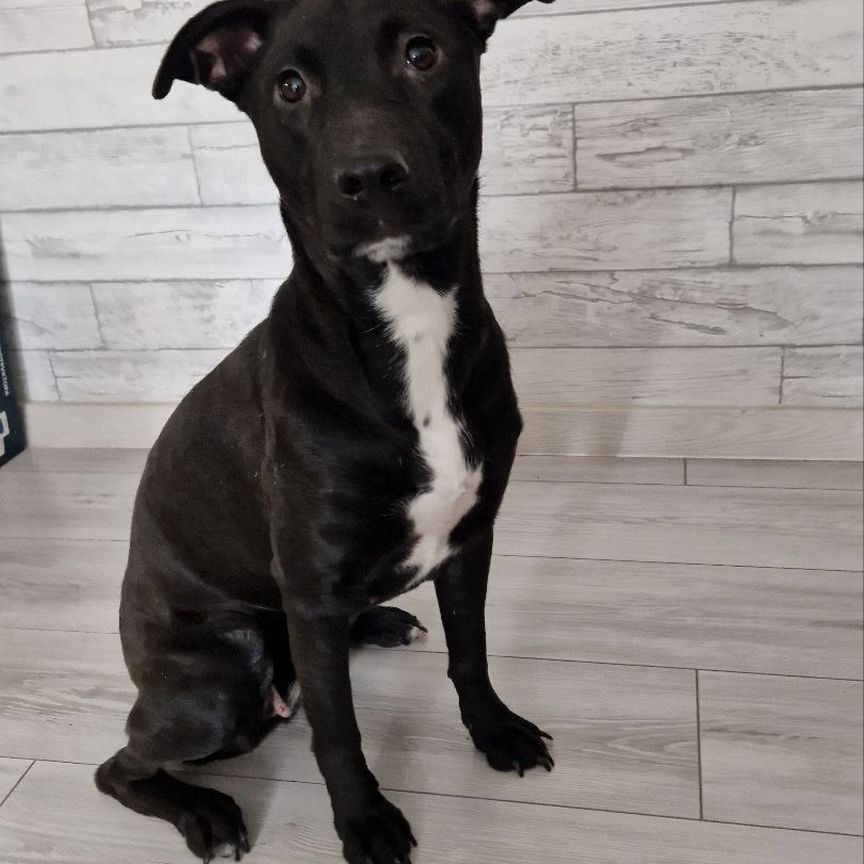 Собака в добрые руки