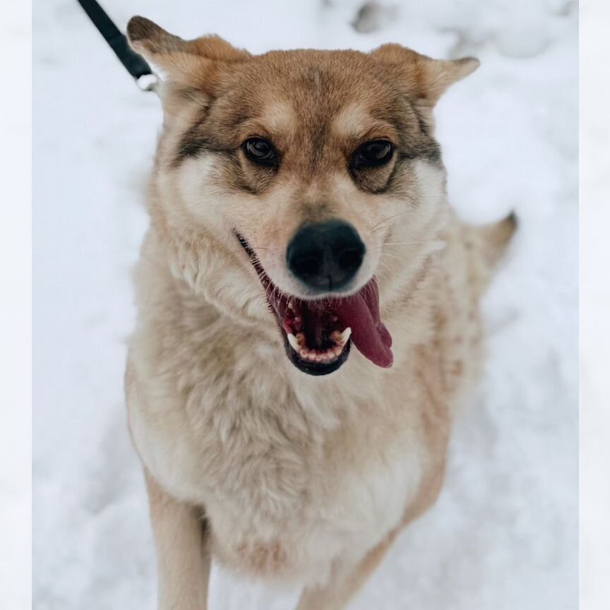 Взрослая собака в добрые руки