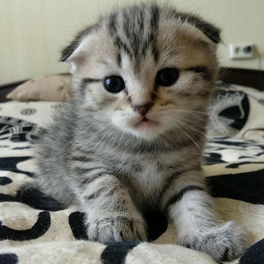 Шотландская вислоухая