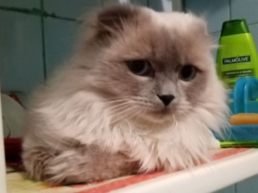 Котик ищет подружку