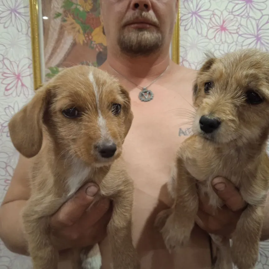 Щенки