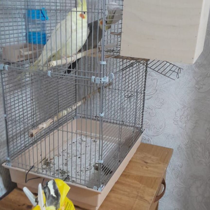 Продам пару корелл