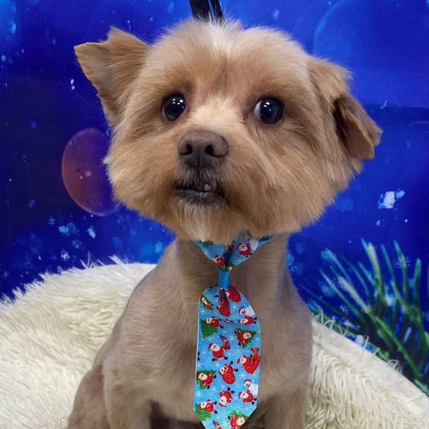 Йоркширский терьер, взрослый пёс