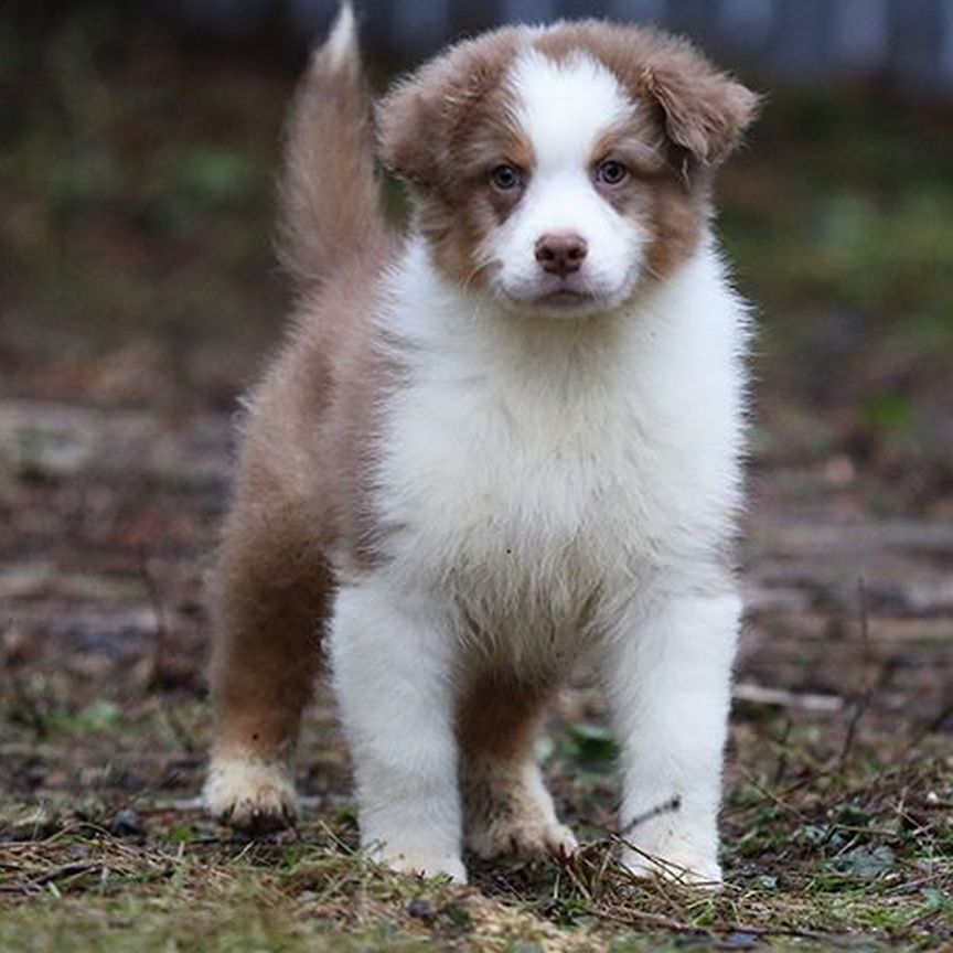 Австралийская овчарка, щенок