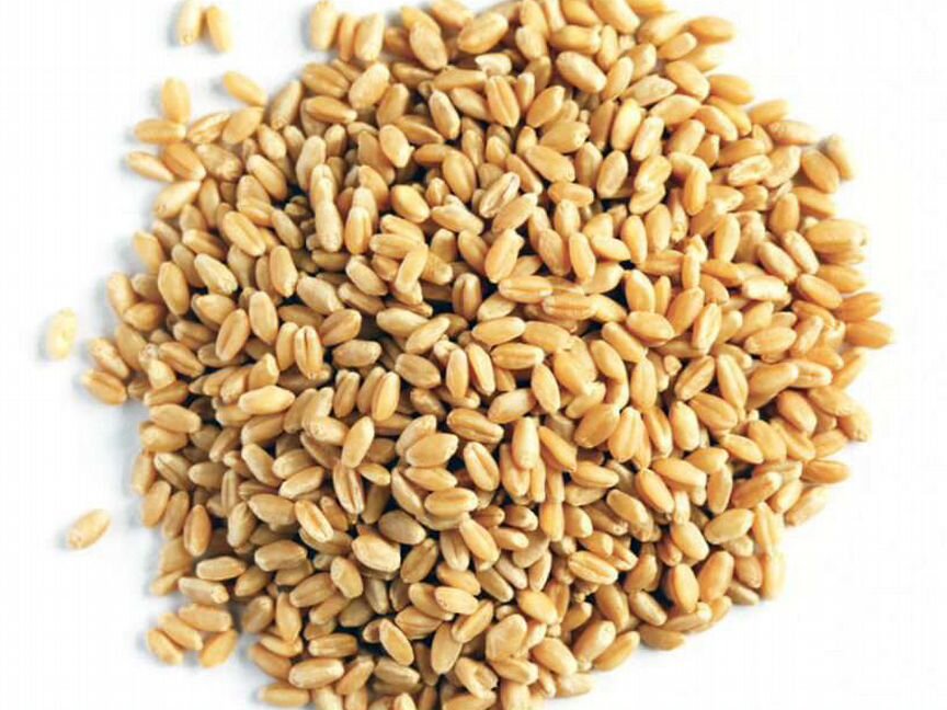 Пшеница