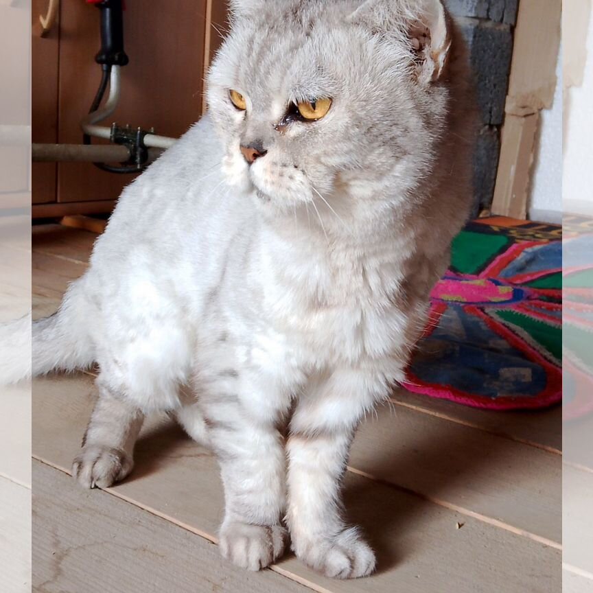 Отдам в добрые руки кошку