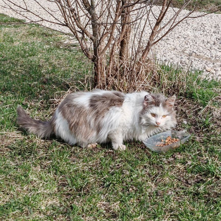 Кот деревенский