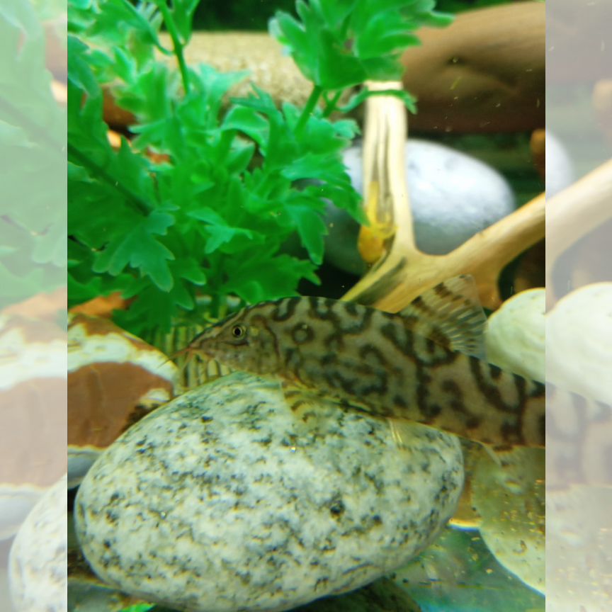 Боция мраморная