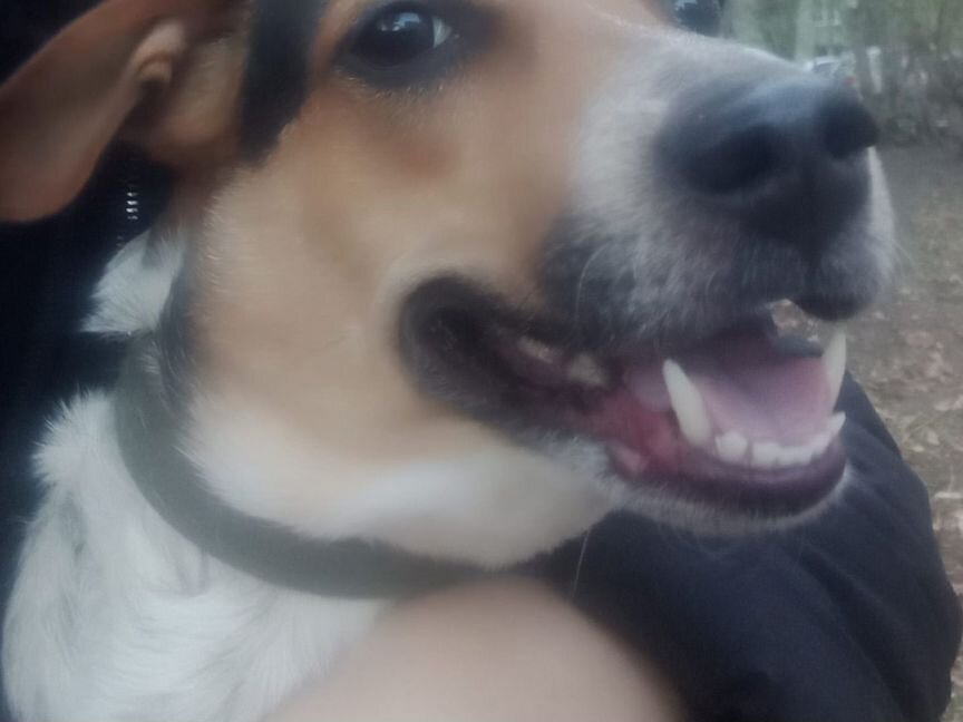 Собака на усыпление Джесси