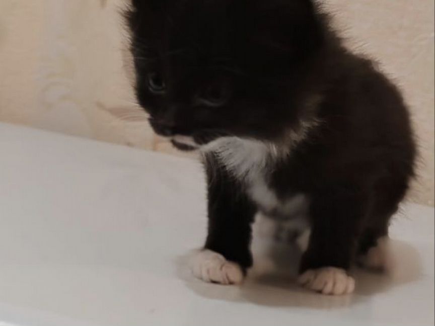 Домашние животные котята