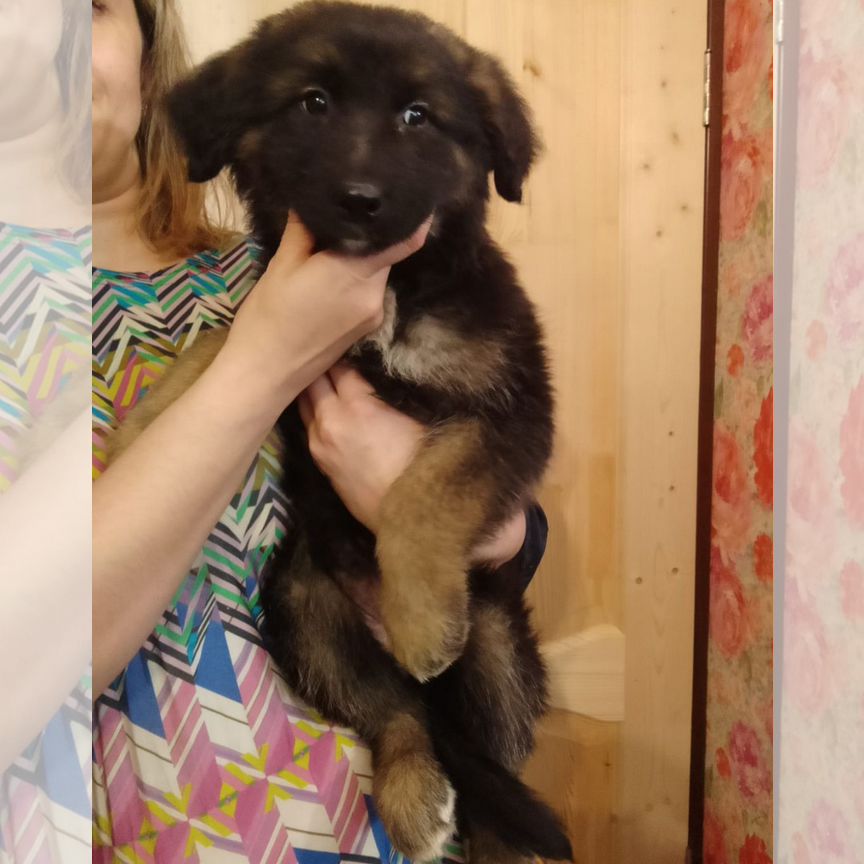 Черная немецкая овчарка