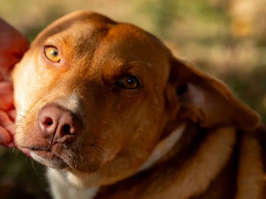 Собака в добрые руки