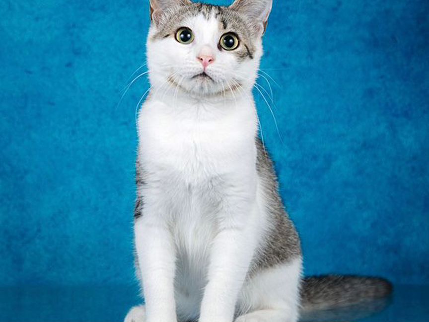 Самая ласковая в мире кошечка-подросток Джули