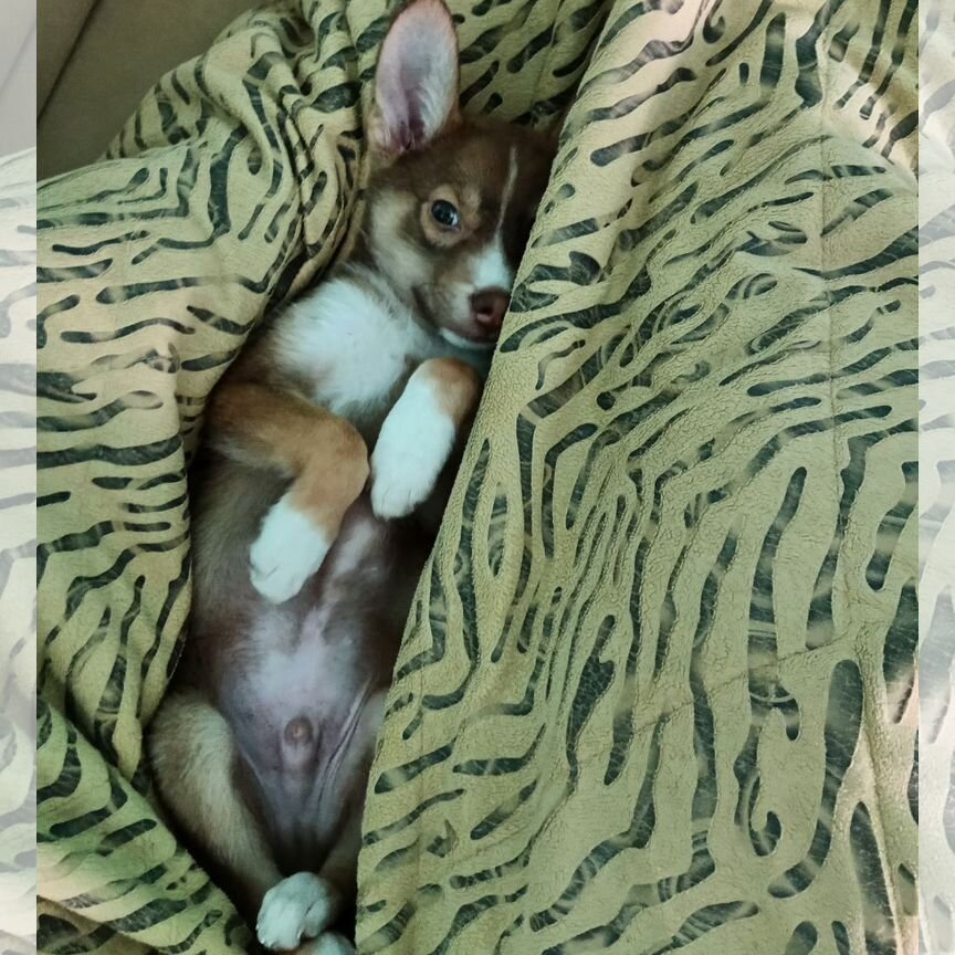 Щенок в добрые руки