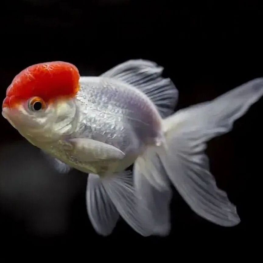 Рыбки аквариумные