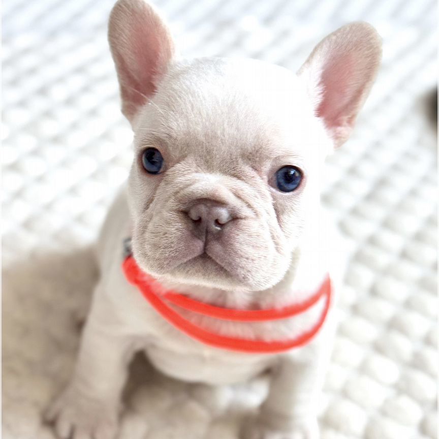 Французский бульдог, щенок
